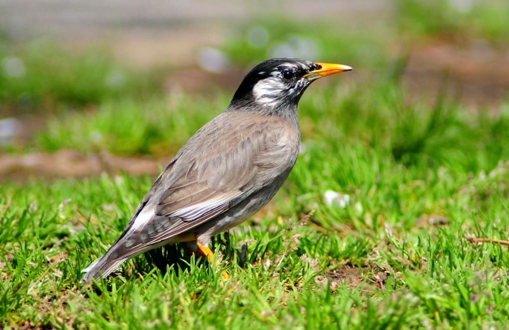 ムクドリ対策まとめ｜効果的な駆除方法と撃退グッズを紹介 – ハウスクリーニングMAP